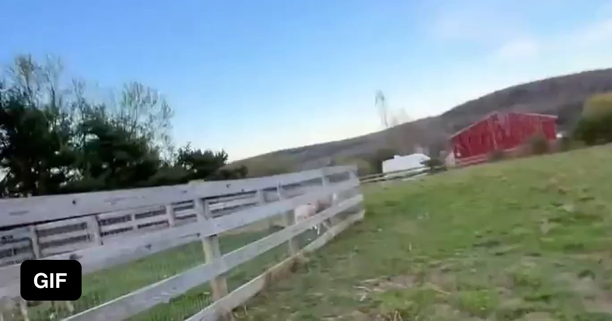 Sheep having fun - 9GAG
