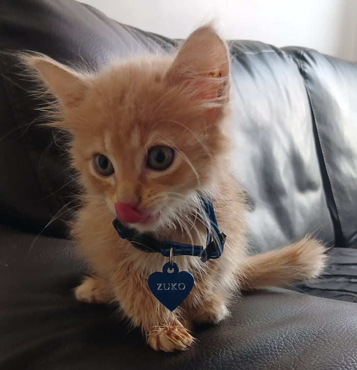 Say hi to Zuko - 9GAG