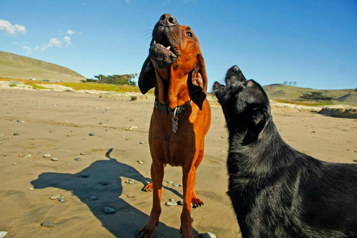 Nigel and his friend Sampson, Sampson taught Nigel to howl. Thanks a ...