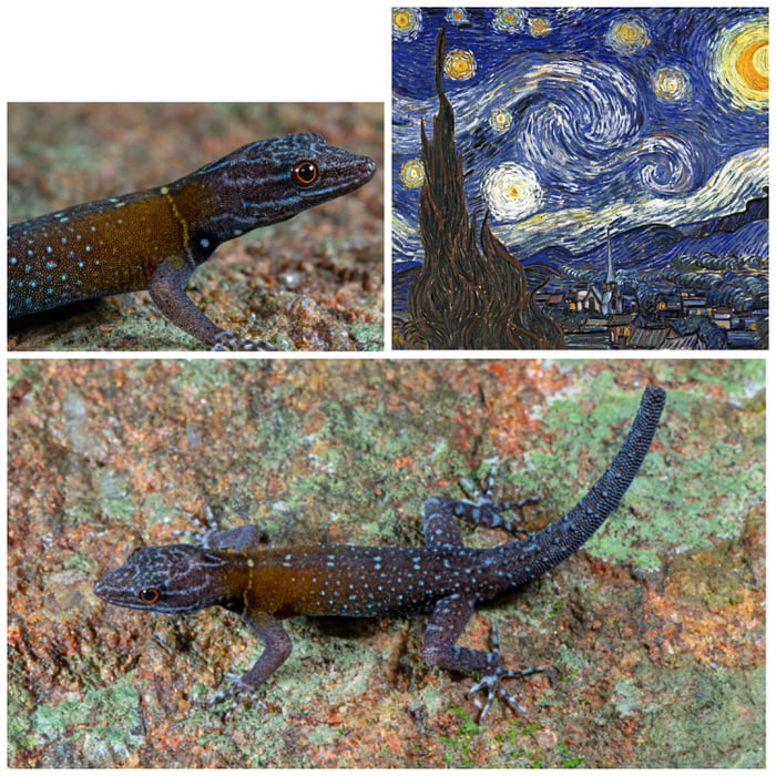 Newly discovered colourful geko species named after Vincent van Gogh - 9GAG