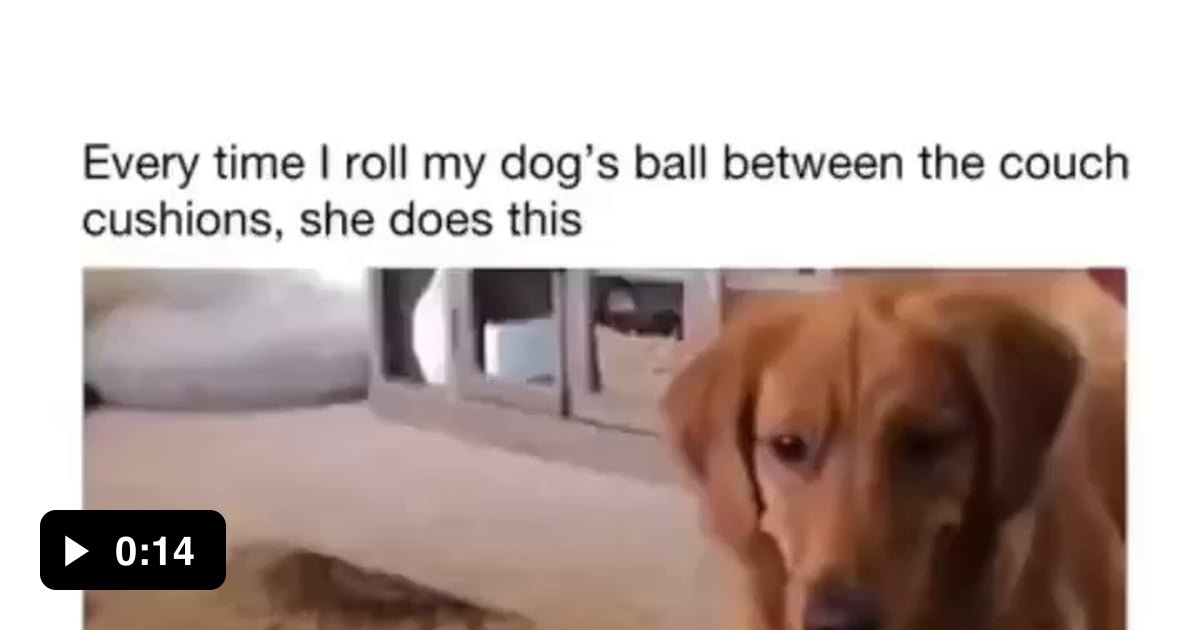 Dive, dive dog - 9GAG