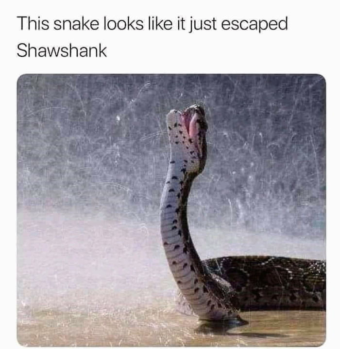 Snake prison sounds horrific. - 9GAG