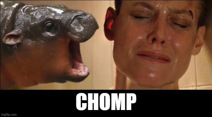 Fear the Moo Deng Chomp - 9GAG