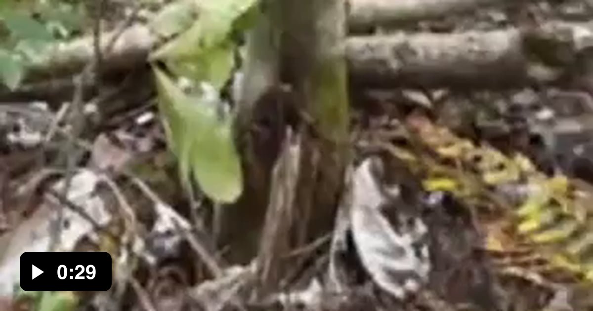 YouTube Channel Hatfield McCoy Museum Adventures live streamed the ...