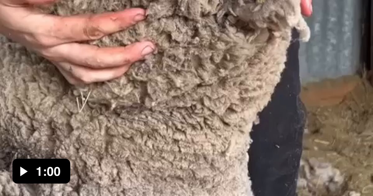 No war propaganda. Just sheep getting clipped. No sound. - 9GAG