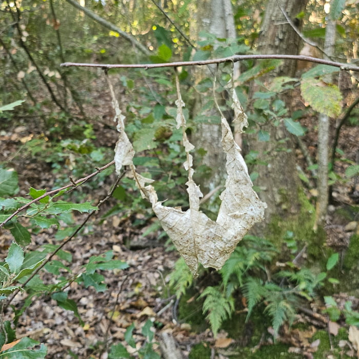 A three petiole leaf - 9GAG