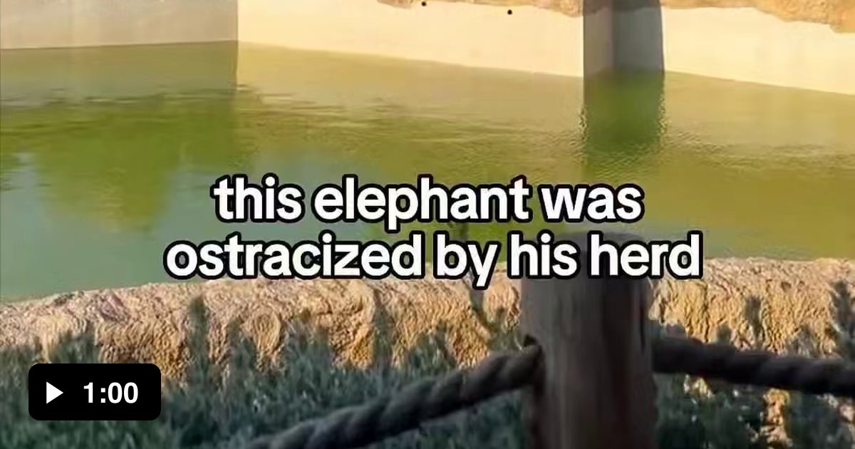 Picasso Elephant - 9GAG