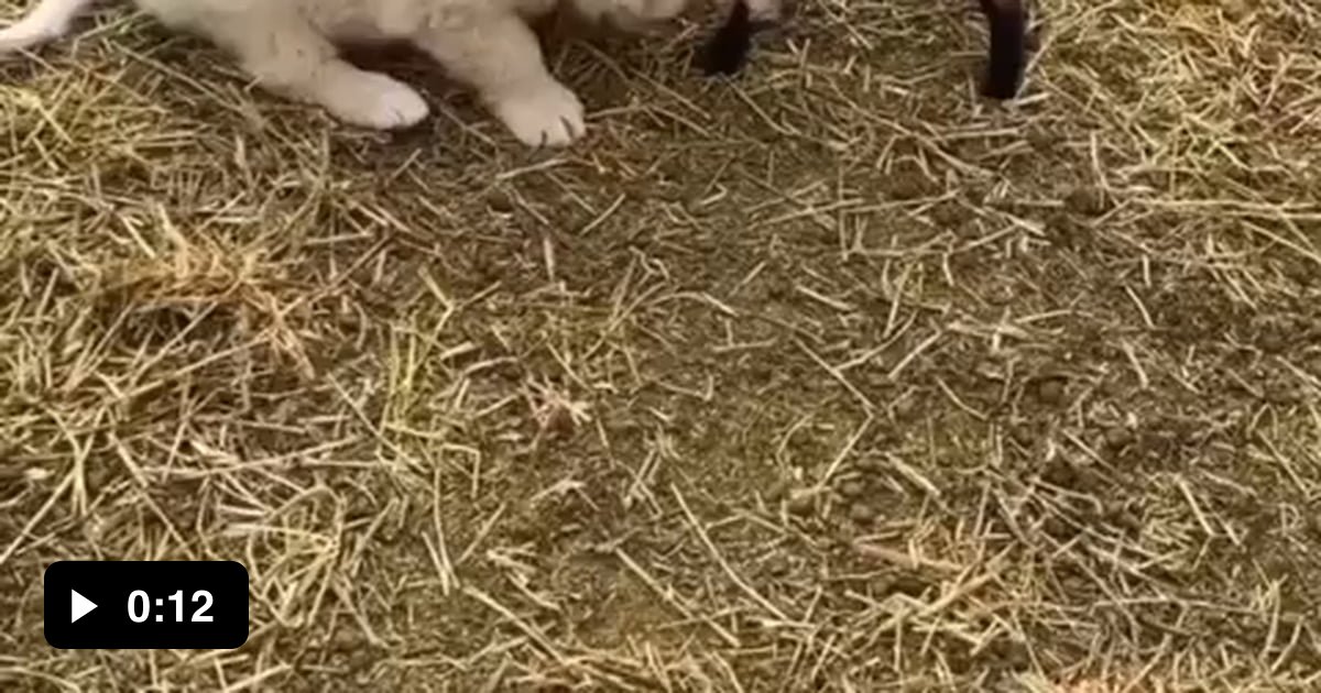 Farm life friendship - 9GAG