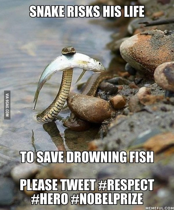 Good guy Snake saves the day. - 9GAG