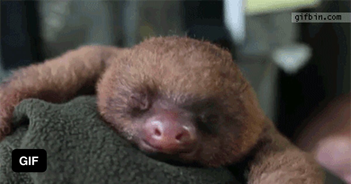 Sloth Surprise - 9GAG