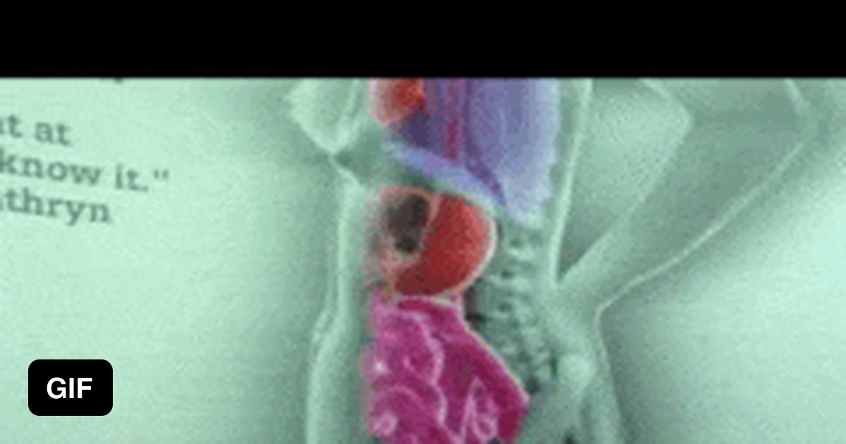 How A Womans Internal Organs Move When Shes Pregnant 9gag