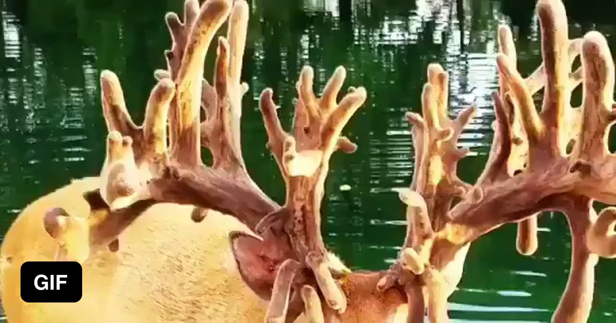 That’s a pretty impressive rack - 9GAG