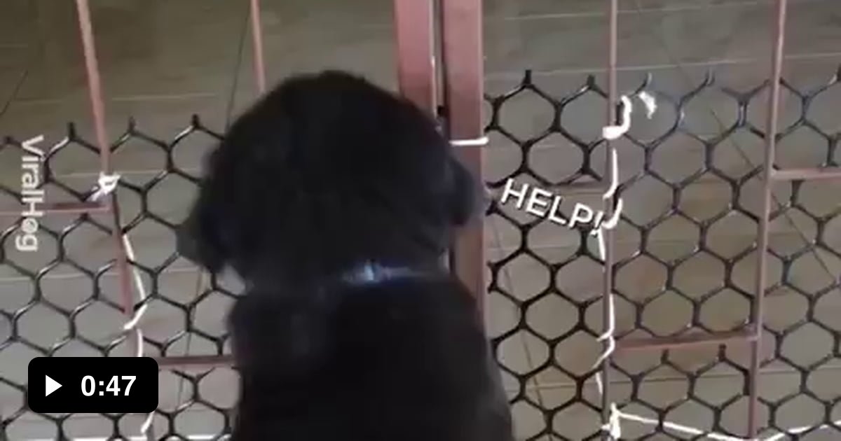 Let the graceful cat God help the doggo - 9GAG