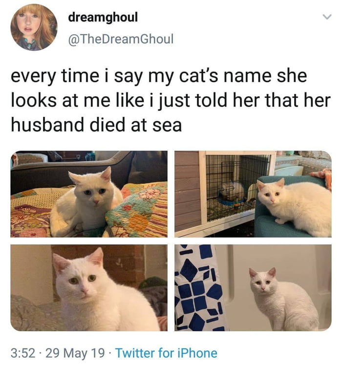 Poor catto - 9GAG