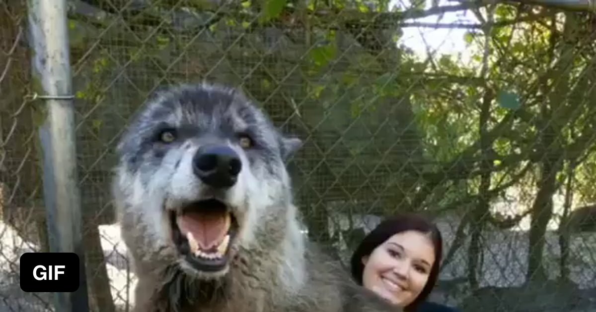 An absolutely massive wolf - 9GAG