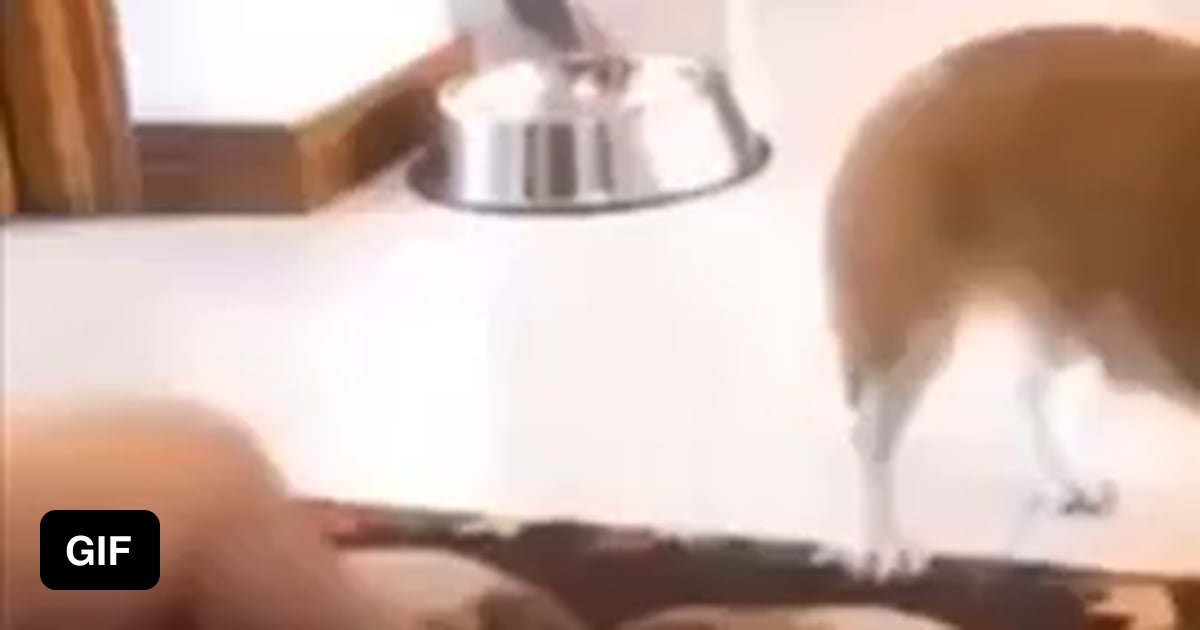 Dog scared by magic trick - 9GAG