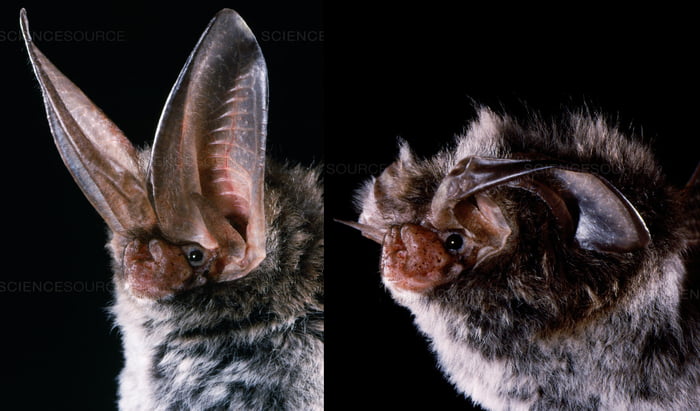 This is how some long eared bats fold their ears, almost resembling ...