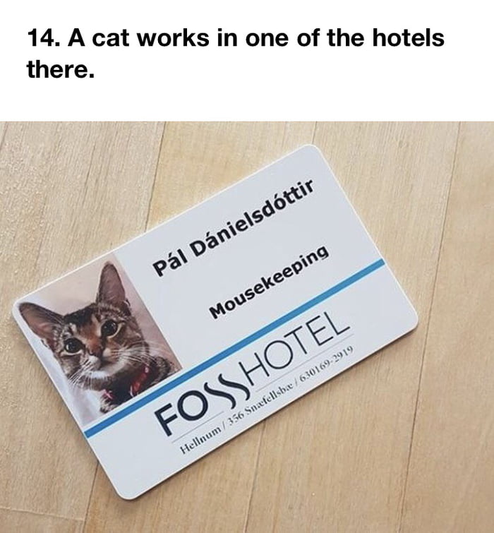 And the employee of the month award goes to the mousekeeping cat - 9GAG