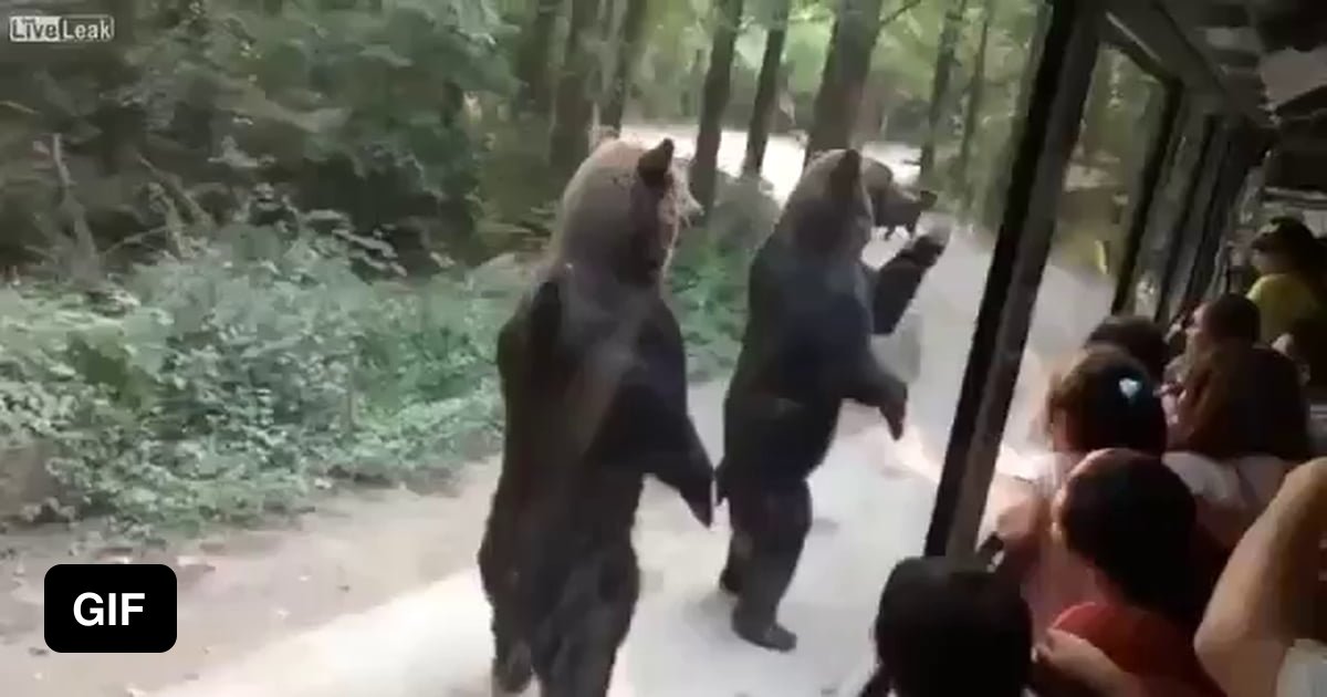 I like bears. Do you like bears? Can you bear it? Bear jokes in the ...