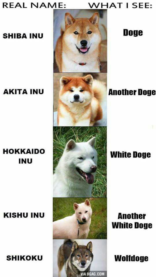 The Doge - 9GAG