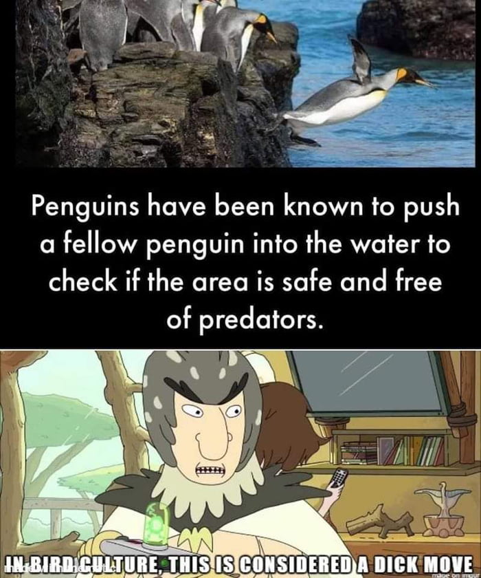 Penguin Dick Move - 9GAG