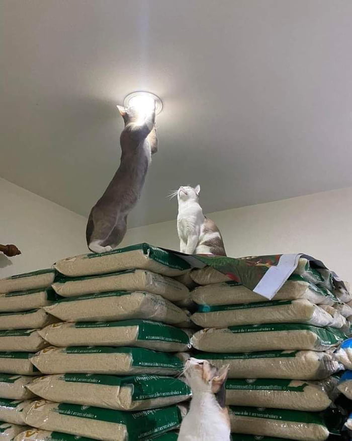 How many cats does it take to change a light bulb? - 9GAG