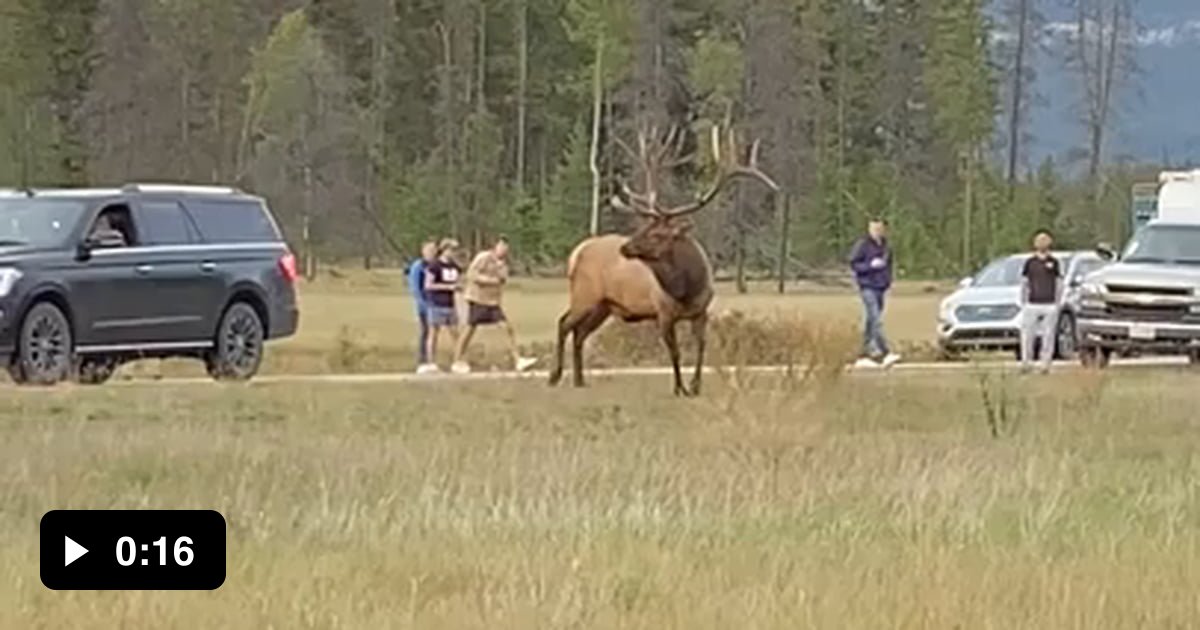 Elk in rutting season and some dumb people in Jasper - 9GAG