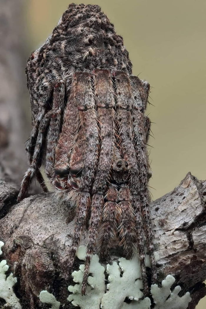 Poltys species (Twig Spider) Central Coast NSW Australia - 9GAG
