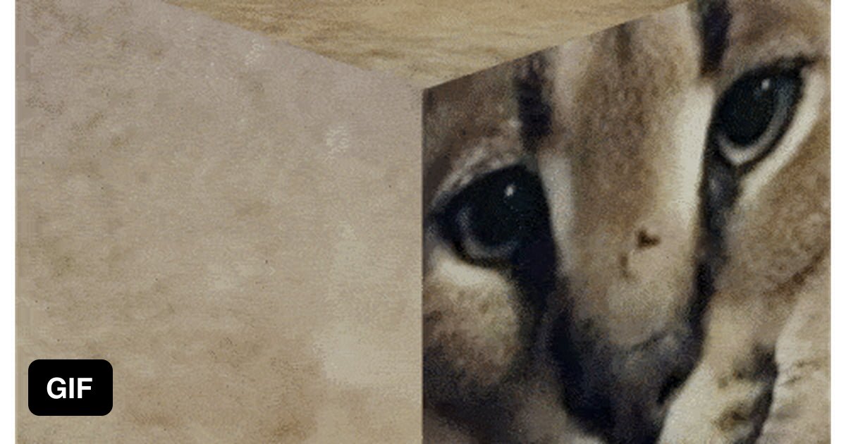 No cringe just Floppa cube - 9GAG