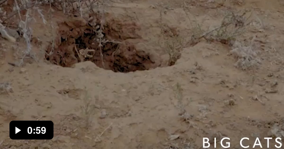 The world's deadliest cat - 9GAG