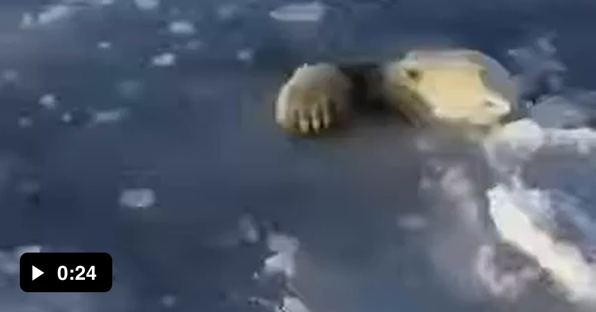 A mother polar bear breaking the ice at different intervals so her cub ...