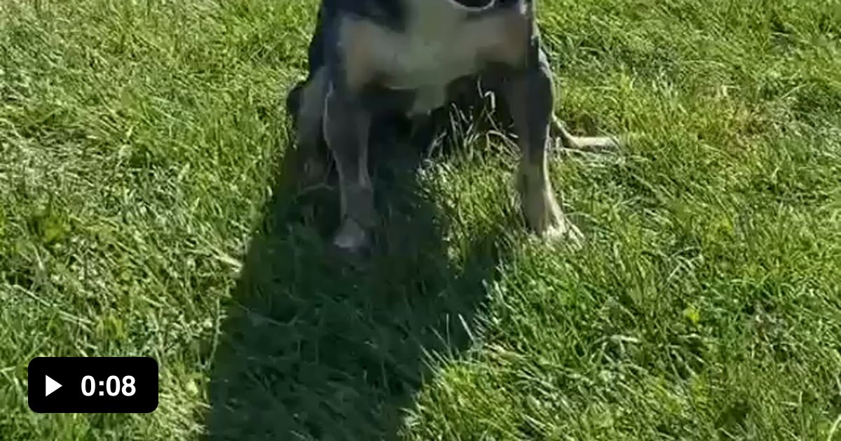 DOG DANCE PART 2. - 9GAG