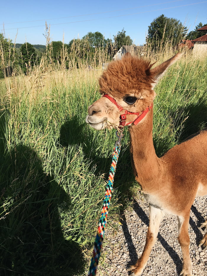 His Name Is Angelo And He Is Very Cute 9GAG his-name-is-angelo-and-he-is-very-cute-9gag