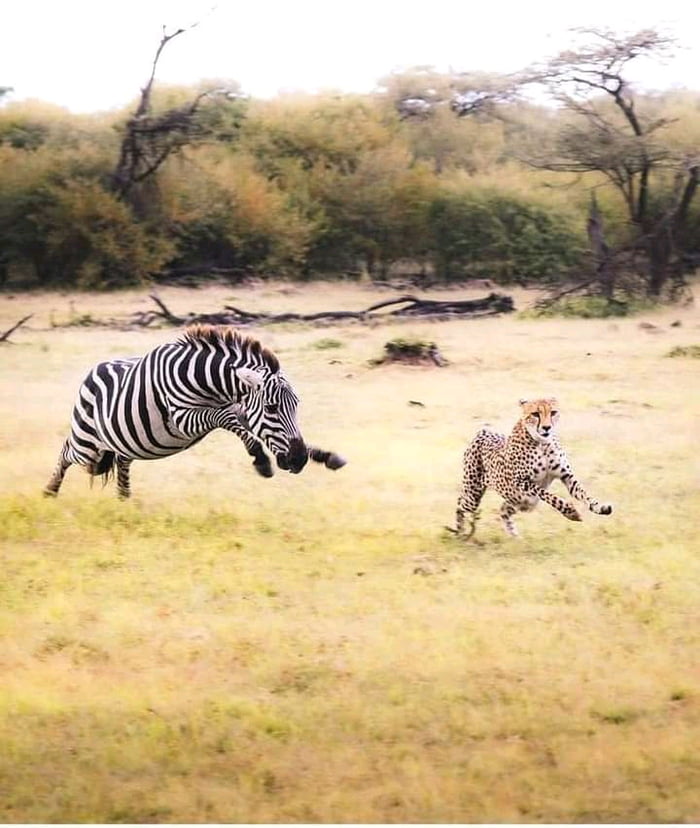 This zebra chasing after its prey. - 9GAG