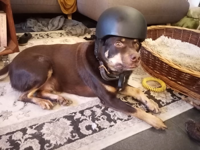 Anti Bonk Helm - 9GAG