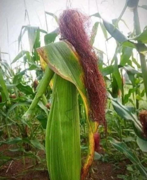 Lady of the Corn - 9GAG