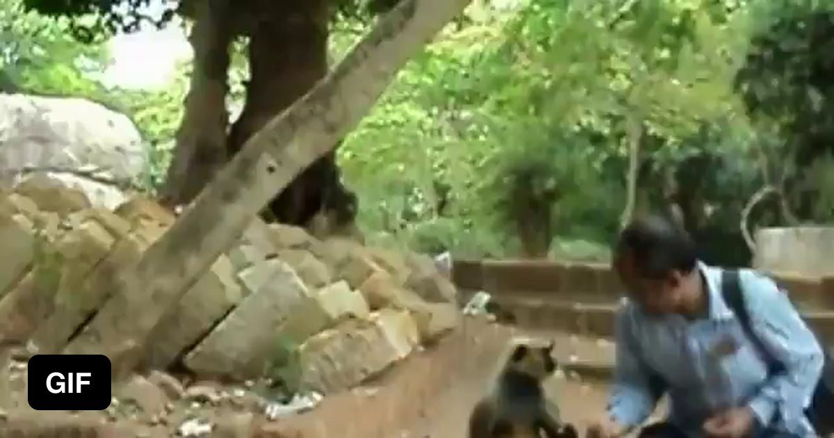 Monkey slap - 9GAG