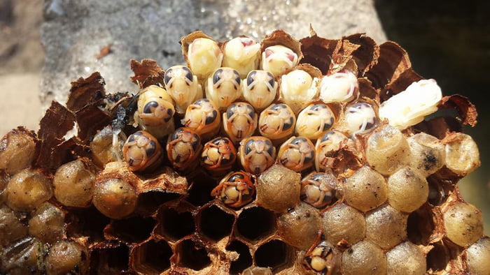 Wasp nest showing larvae in different stages of development. - 9GAG