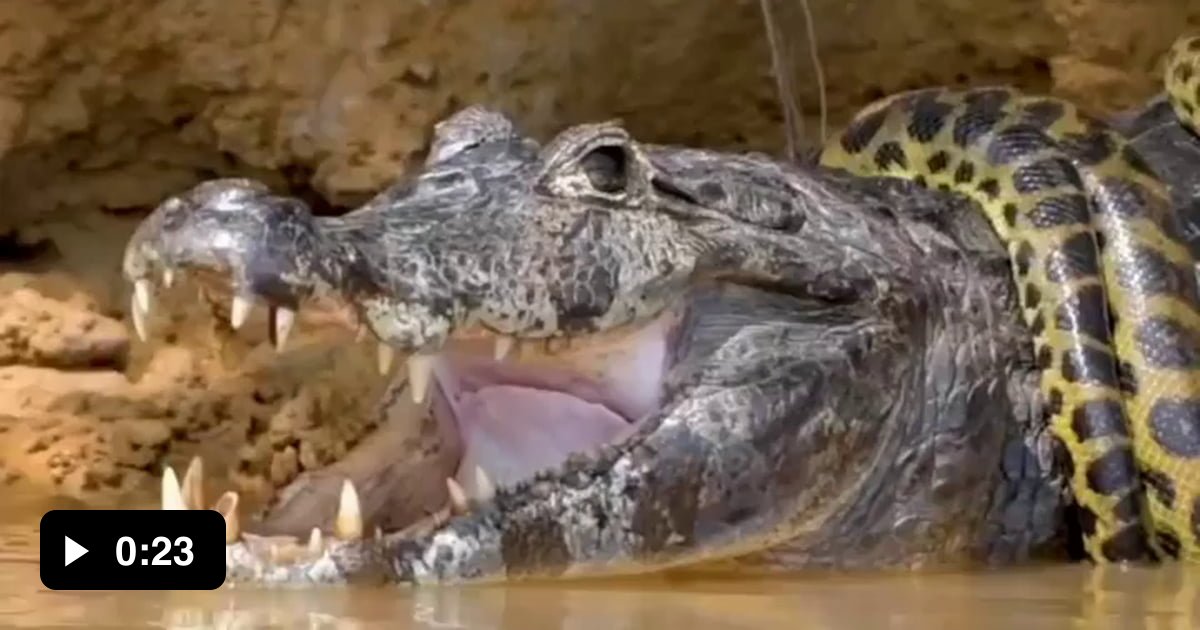 Snake trying to swallow crocodile - 9GAG