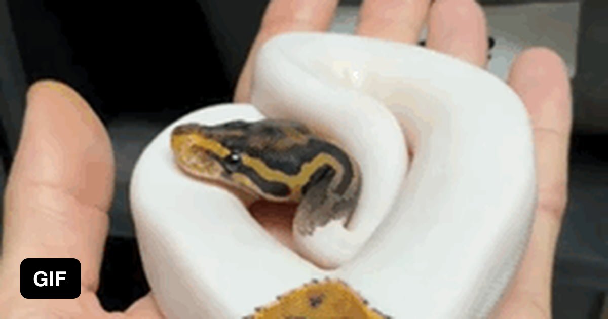 Smiley face pattern on a snake! - 9GAG