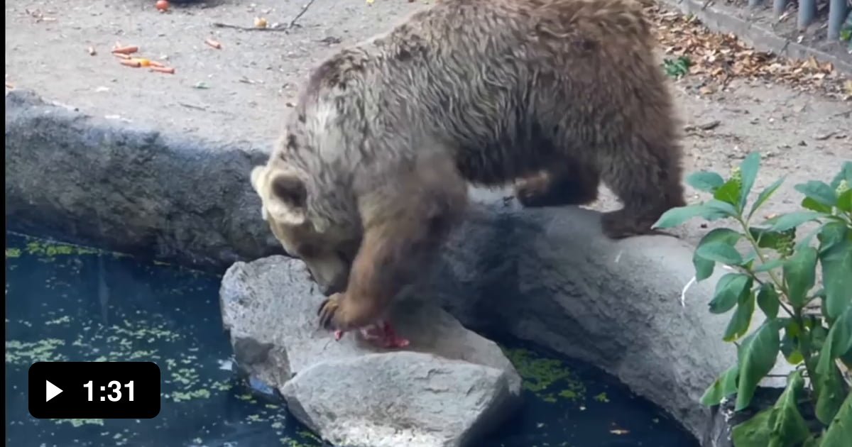 This bear saved a crow from drowning. - 9GAG
