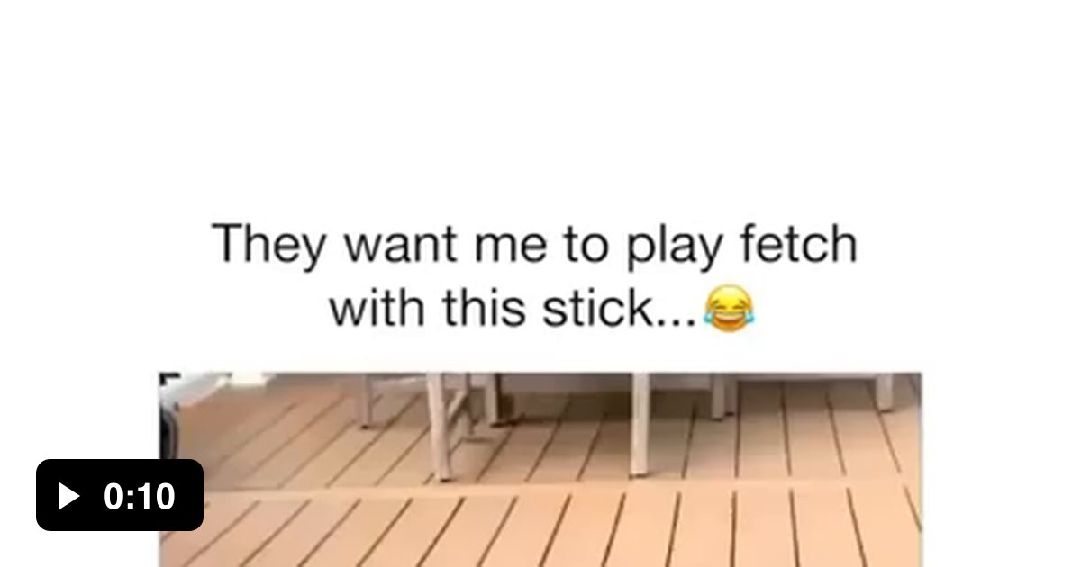 They want to play fetch with this stick - 9GAG