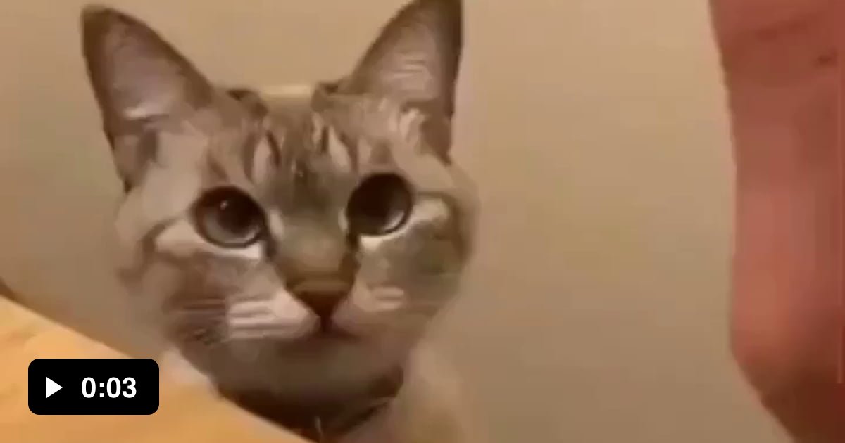 Emotional Support Catto - 9GAG