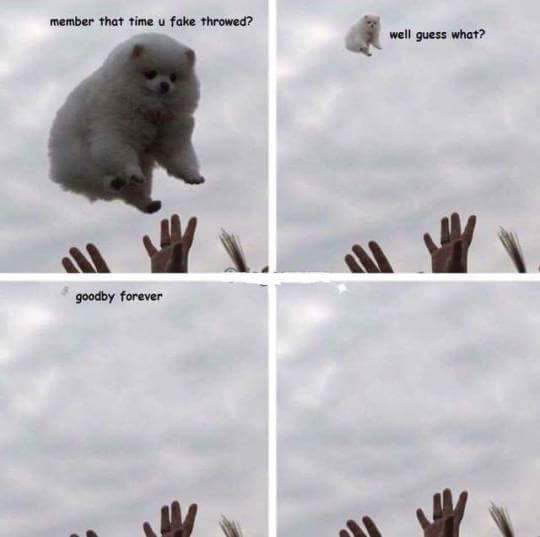 Don't go pupper - 9GAG