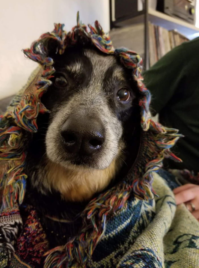 Wise doggo tells fortunes for treats. - 9GAG