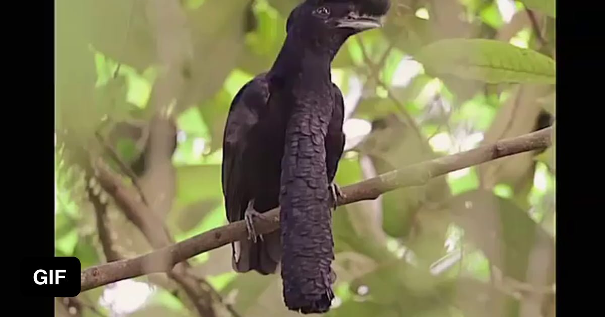 It took 19 photographers 62 days to shoot a video of the Surkhab bird ...