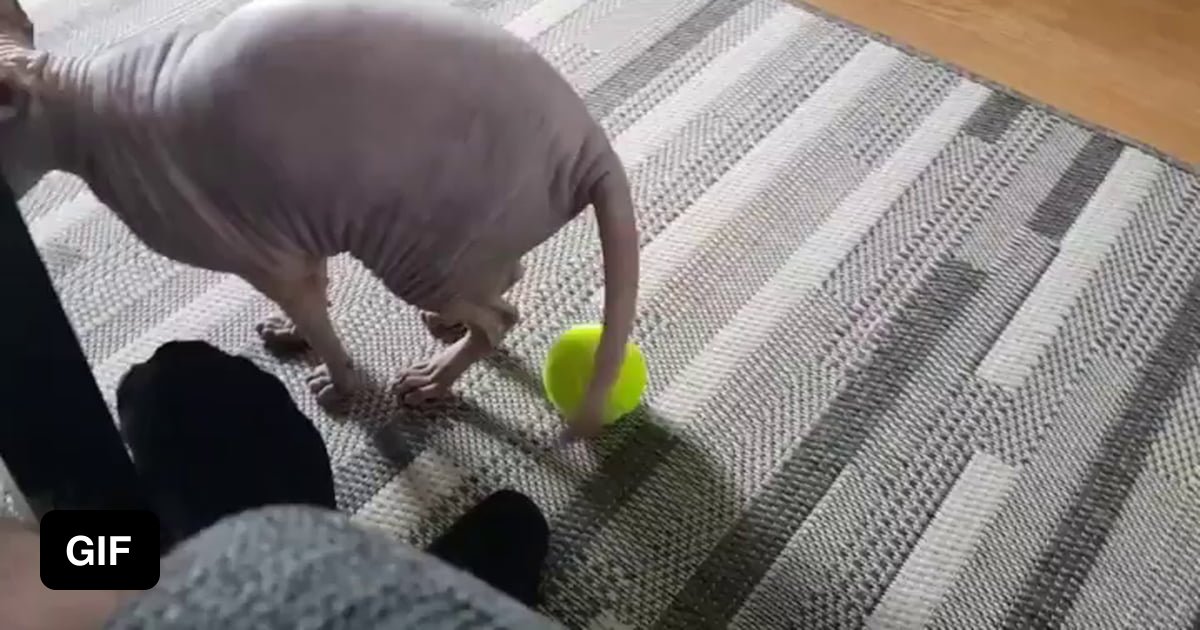 How sphynx cats play with balls - 9GAG