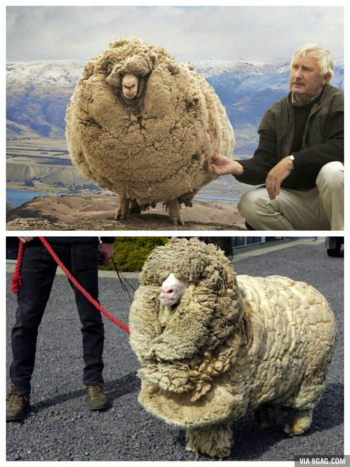 Meet Shrek, the sheep who escaped shearing for 6 years - 9GAG