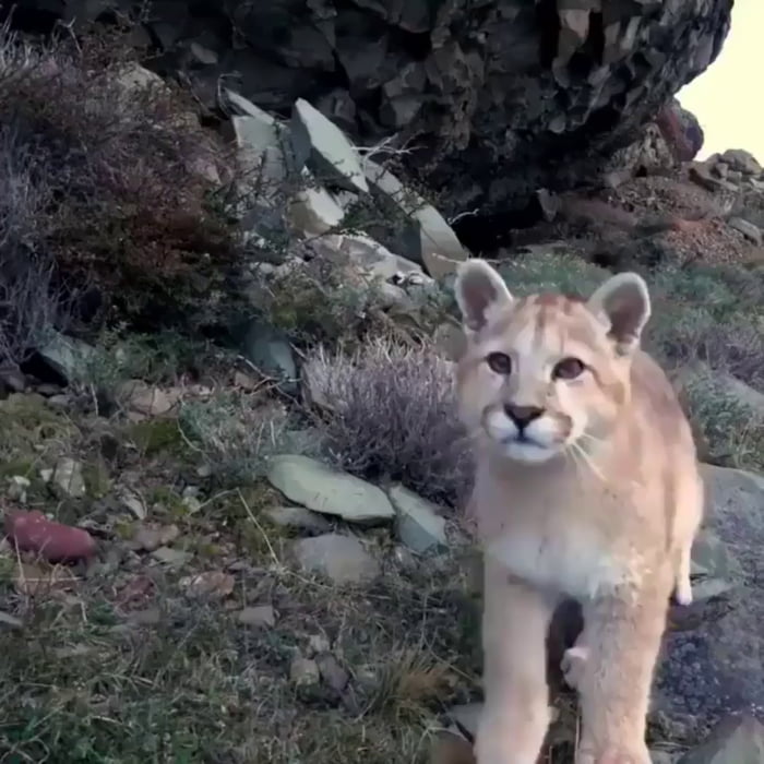 Young puma checking out a trail cam - 9GAG