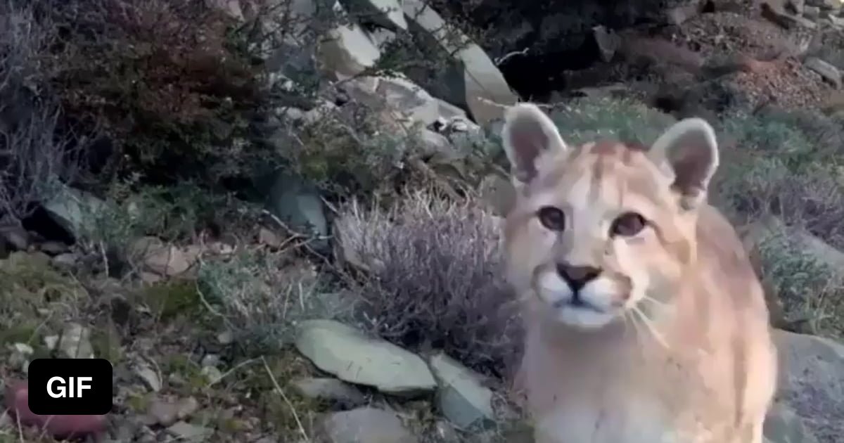 Young puma checking out a trail cam - 9GAG